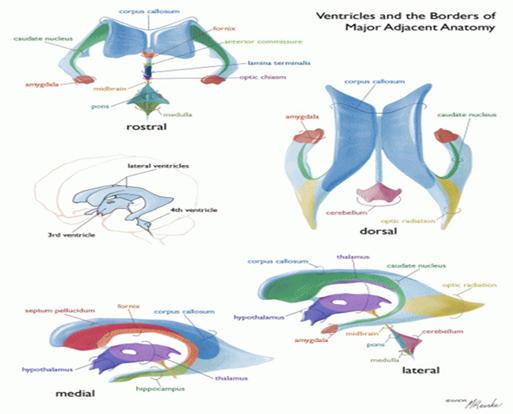 Neuroanatomy Models Labelled