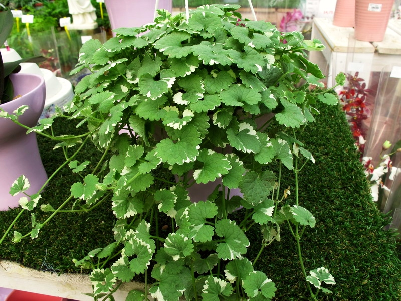 Plantas y flores: Glechoma hederacea 'Variegata'