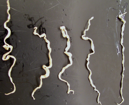 Pathology of Infection of Taenia - CONFIRM INFOZ