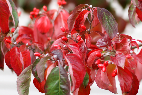 VW Garden: Last Gasp of Fall Color