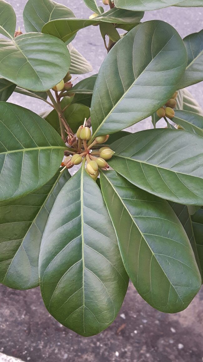 Flora campus I: Sapotaceae - Pouteria grandiflora (A. DC.) Baehni
