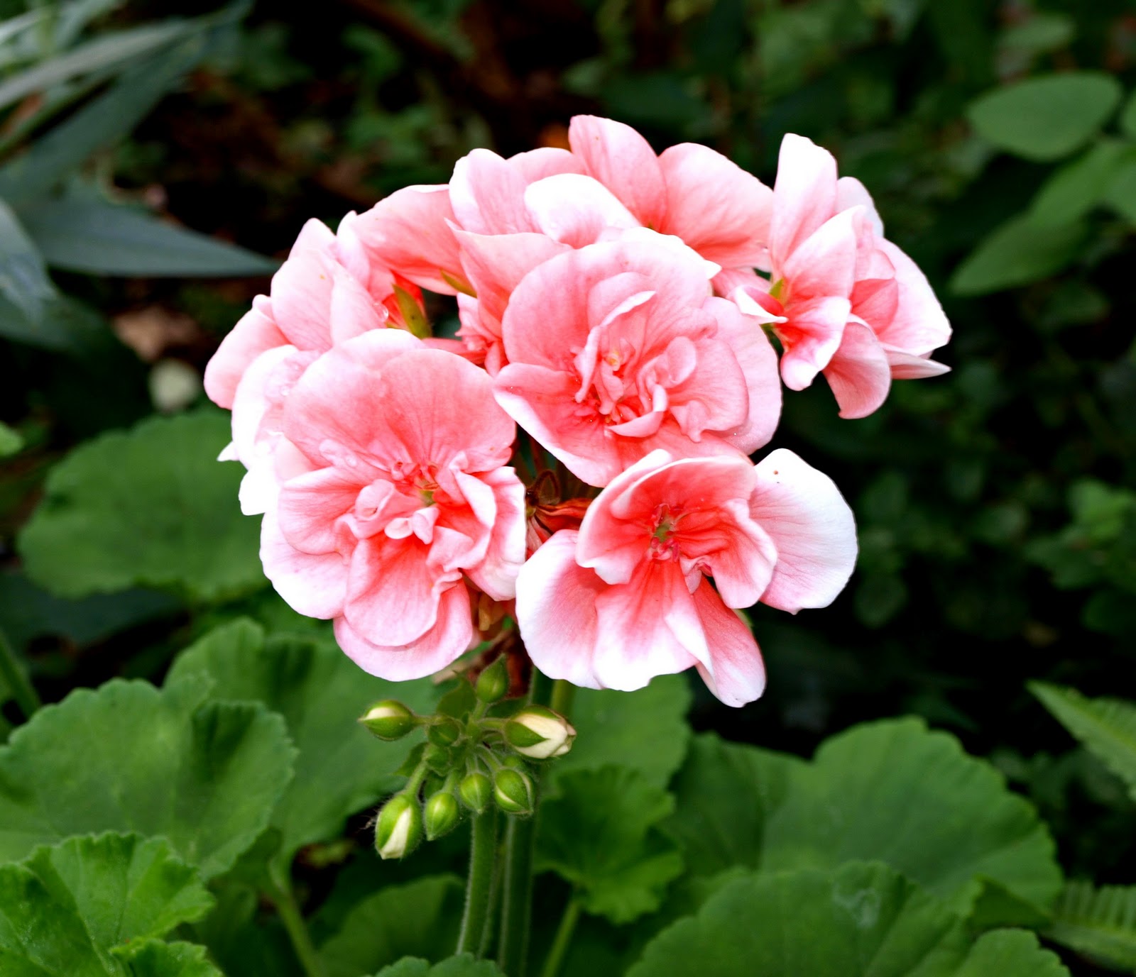 Mark's Veg Plot: An early Autumn collection