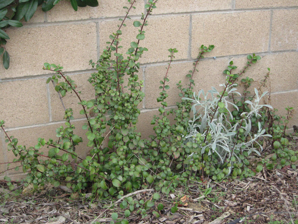 Mother Nature's Backyard - A Water-wise Garden: Plant of the Month ...