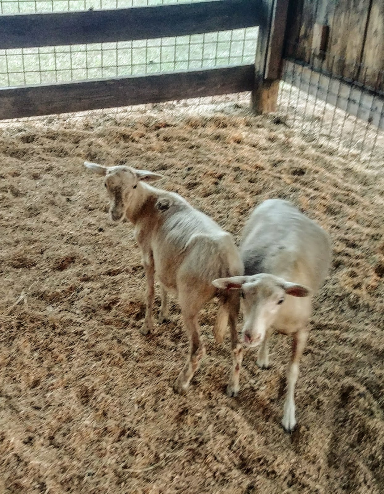 Another Mile Another Destination Blog: Steed’s Dairy Farm and Corn ...