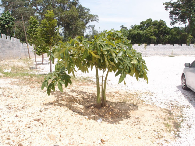 LI NA HERBS: MONEY TREE (PACHIRA AQUATICA)