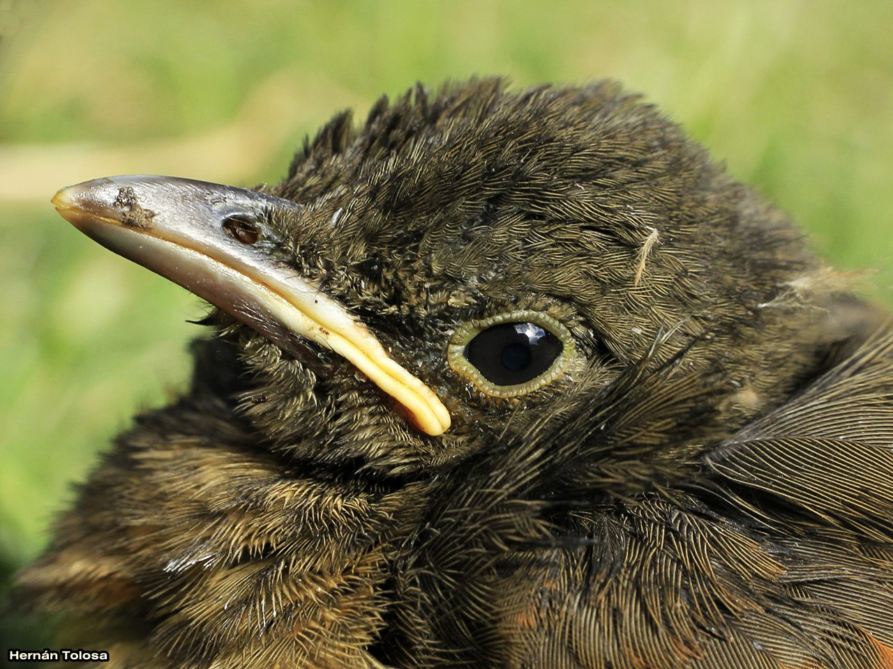 Aves Bonaerenses: Historia de un pichón de zorzal colorado