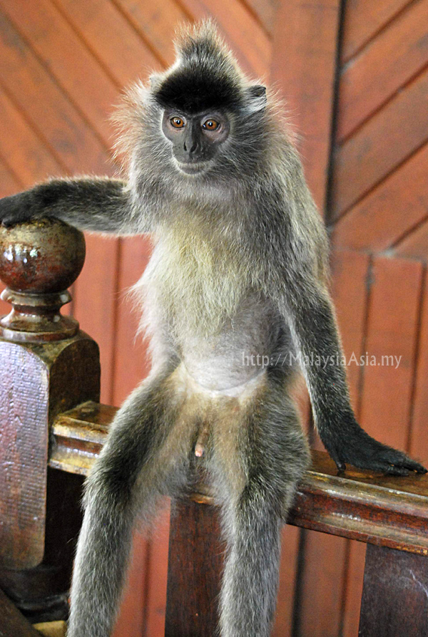 Silver Leaf Monkey Picture - Malaysia Asia