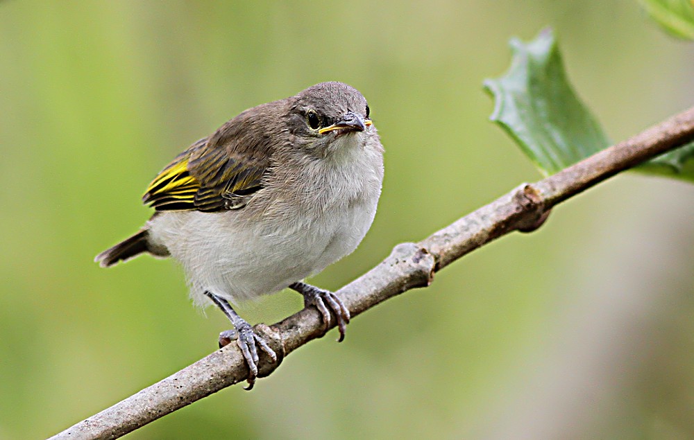 tyto tony: October 2012