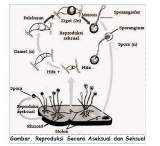 Klasifikasi Jamur( Zygomycota, Ascomycota, Basidiomycota, dan ...