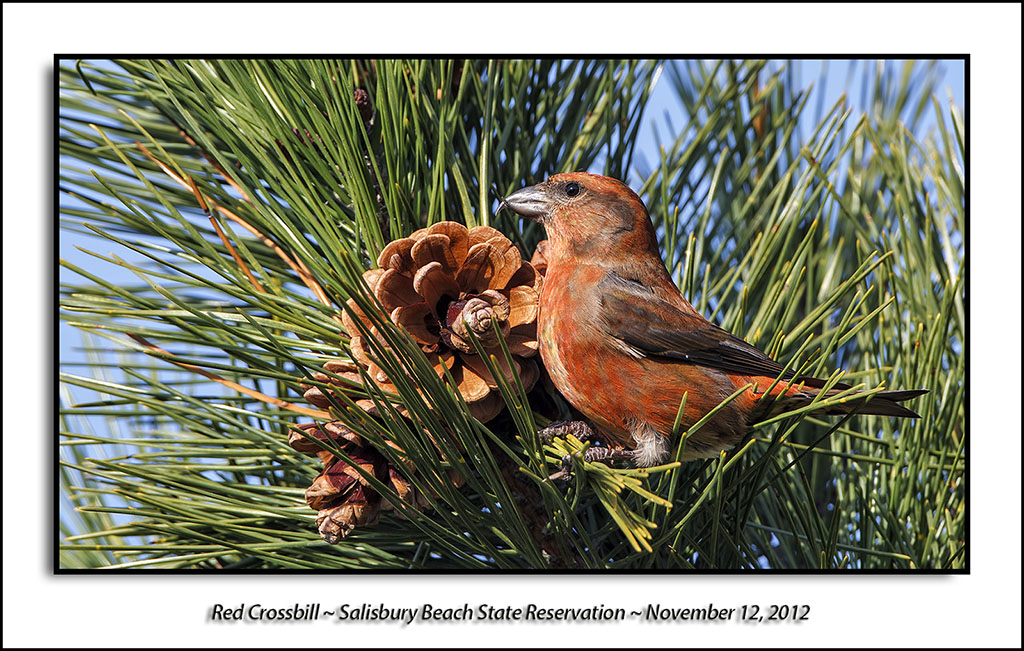 Owls & Others of Essex, MA