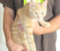 Cats Digest: How to pick up a cat