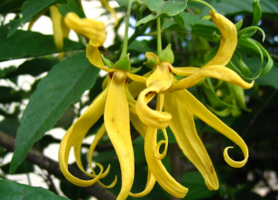 Fakta Dan Manfaat Bunga Kenanga Bagi Kesehatan Terbaru - 1001 Manfaat Alami