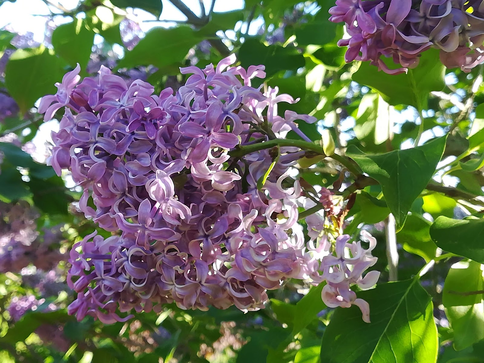 Rohtaias.: Sirel Syringa