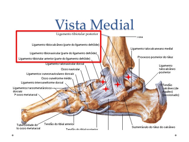 Resumo Fisio: BMTAF - Tornozelo