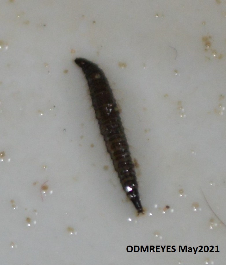 Samurai Bug Chronicles: Fuzzy-Muzzy Drain flies or Moth flies (PSYCHODIDAE)