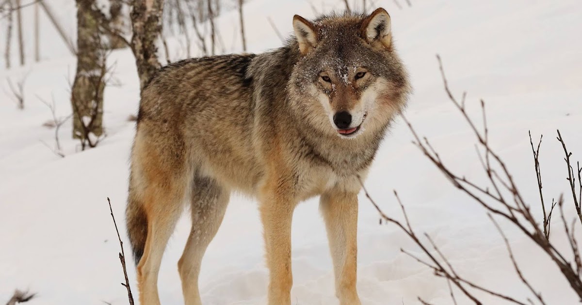 Lobooscuro: Lobos (Subespecies)