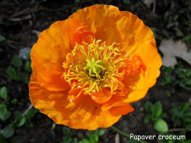 Siilinpihalla: PERINTEISET PUUTARHAKASVIT: ORANSSI