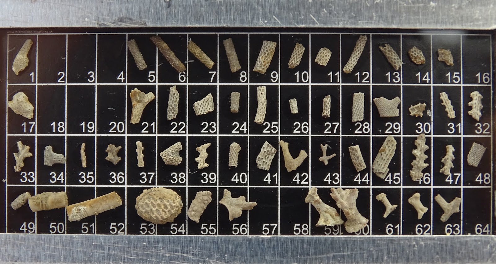 Microfossil Slides I : Collecting to Mounting