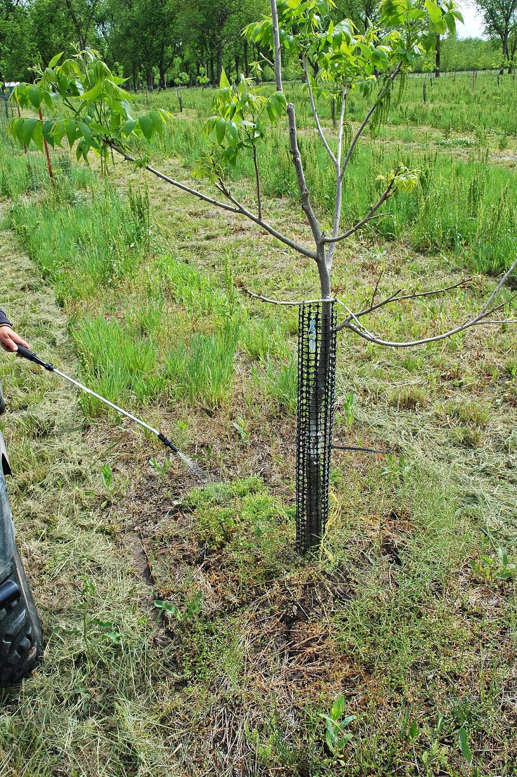 Northern Pecans: Controlling weeds around young pecan trees