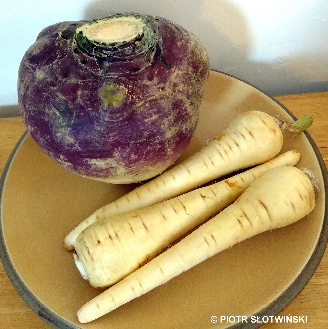 piotrslotwinski.com: Brukiew i pasternak