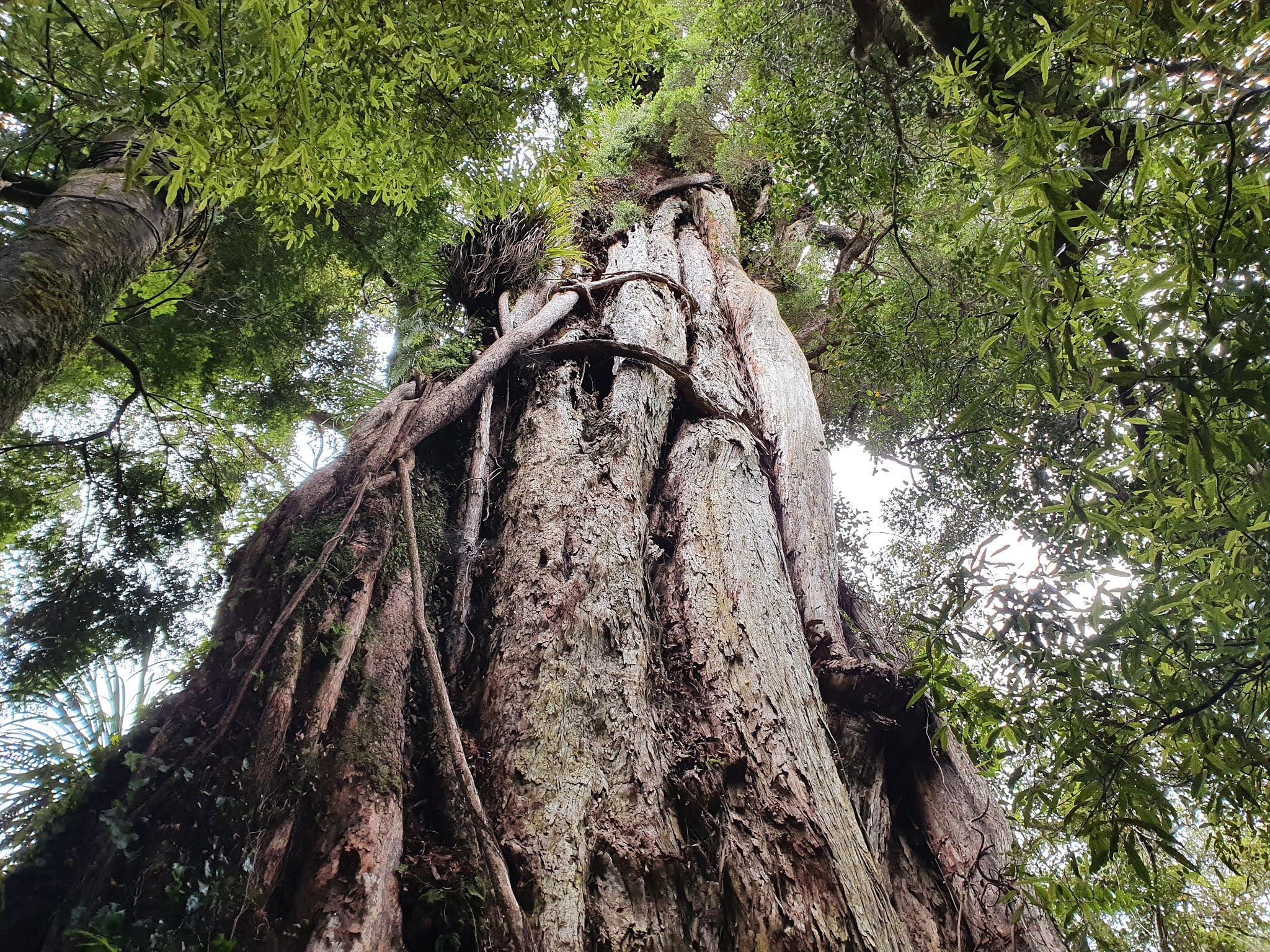 Biking and tramping trip blogs: The Giantest rata