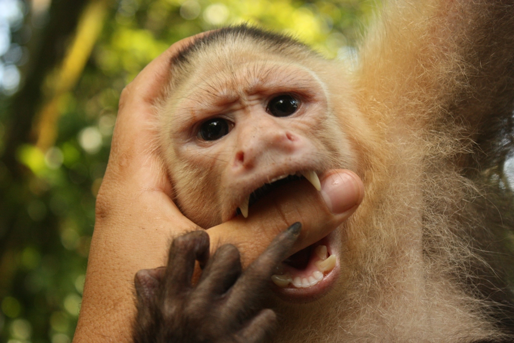 por america andando: Animalada de secretos