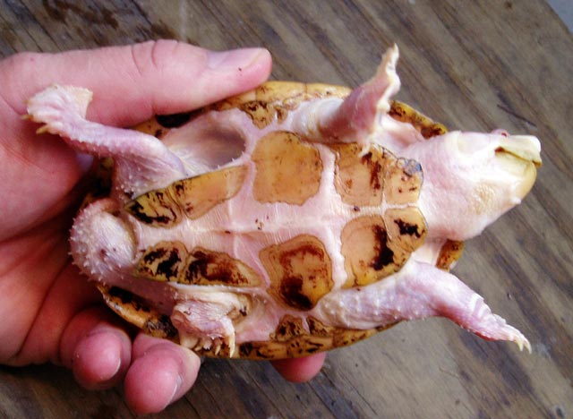 Albino Musk Turtle ~ Reptiles World