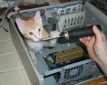 Michipedia: ¿De que está hecho un michi?