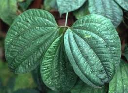 biojojo: November 2011