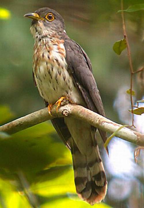 Whistling hawk-cuckoo | Birds of India | Bird World