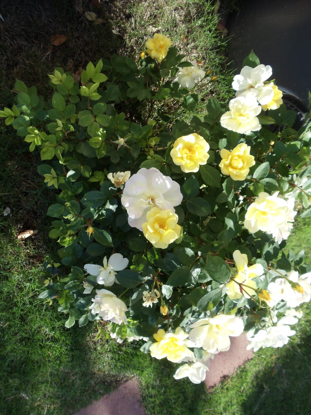 The Smith's Bennie and Patsy: Yellow Knock Out Rose