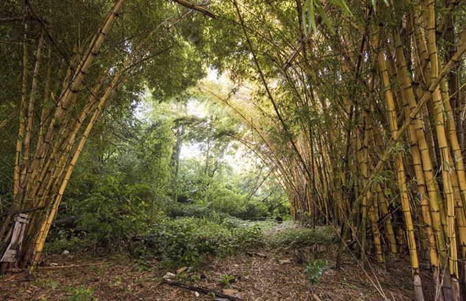 Río Torres en el camino para ser el segundo pulmón del país