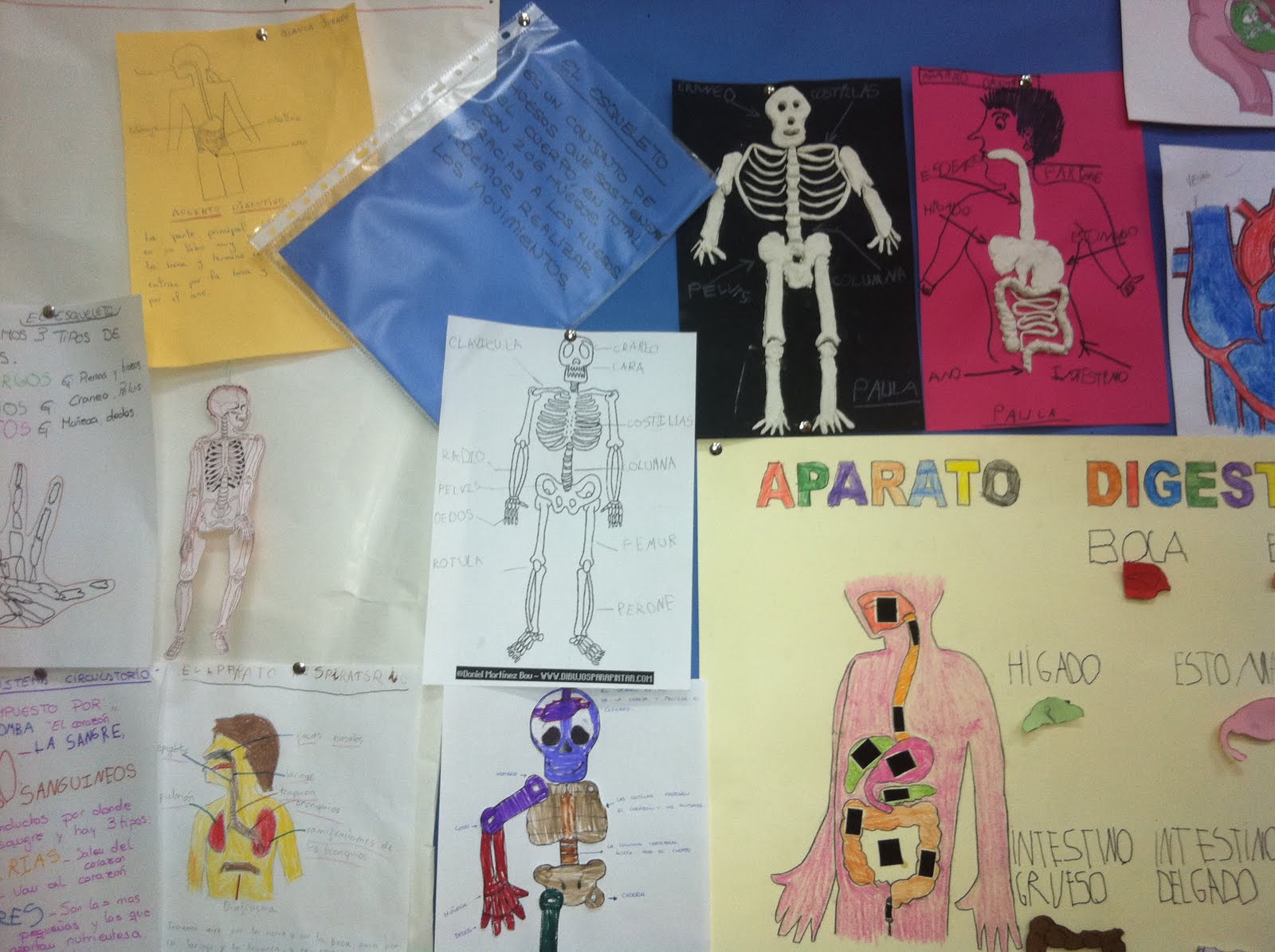 LOS GRUPOS LEEN, ¿ Y TÚ ?: Proyecto Infantil: El Cuerpo Humano"