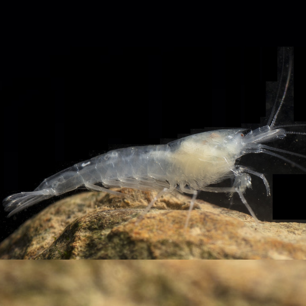 Species New to Science: [Crustacea • 2021] Caridina thachlam • Deep ...