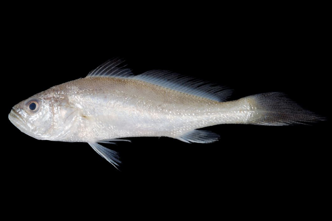 Oppdag Fisk!: Otolithes Ruber/Tigertooth Croaker/Otolithes Ruber (Saltvann)