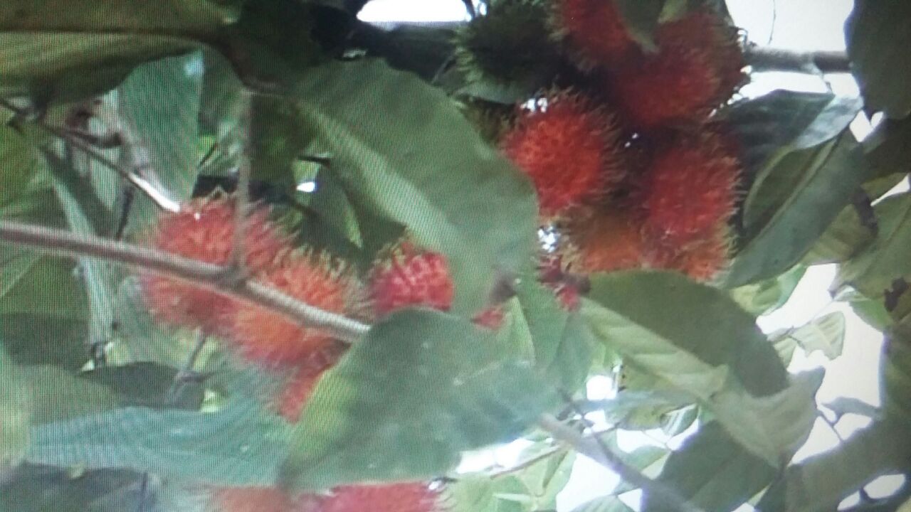 ATACANDODIGITAL.COM |: Rambután, fruta que cura el cáncer y la diabetes ...