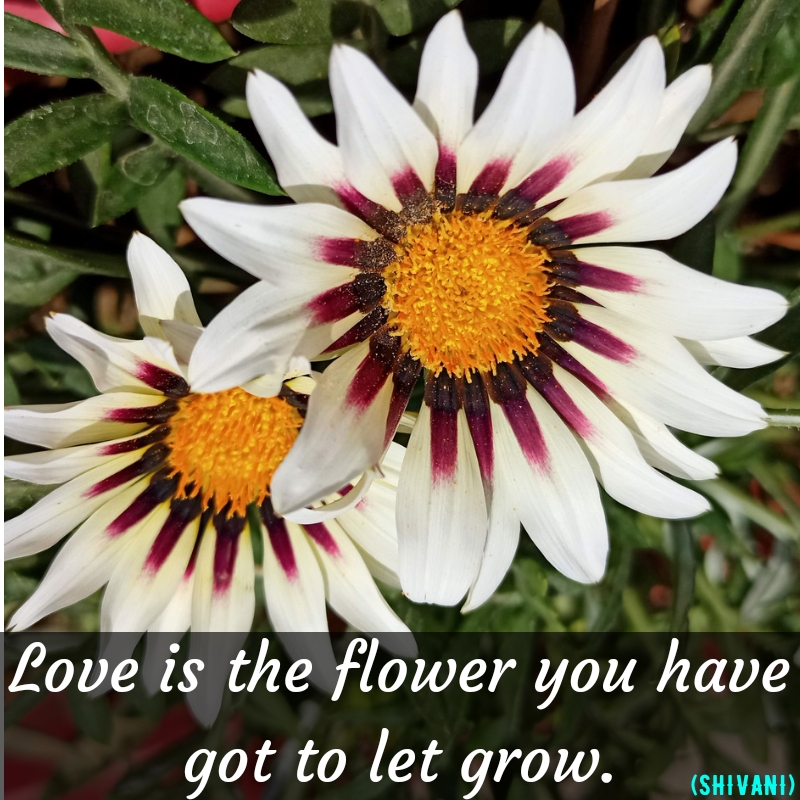 Best 30 Inspirational Flower Quotes With Beautiful Pictures-Quotes ...