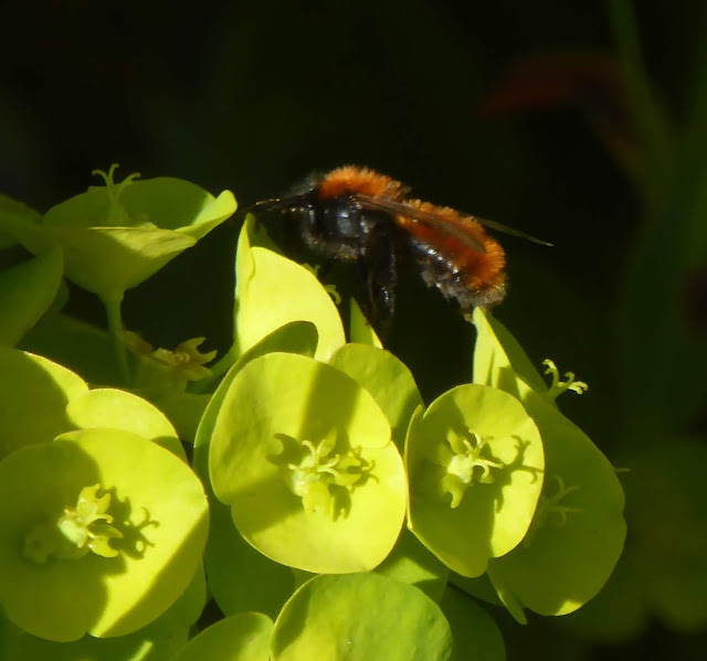 Wild and Wonderful: Tawny Mining Bee (Andrena (Andrena) fulva)
