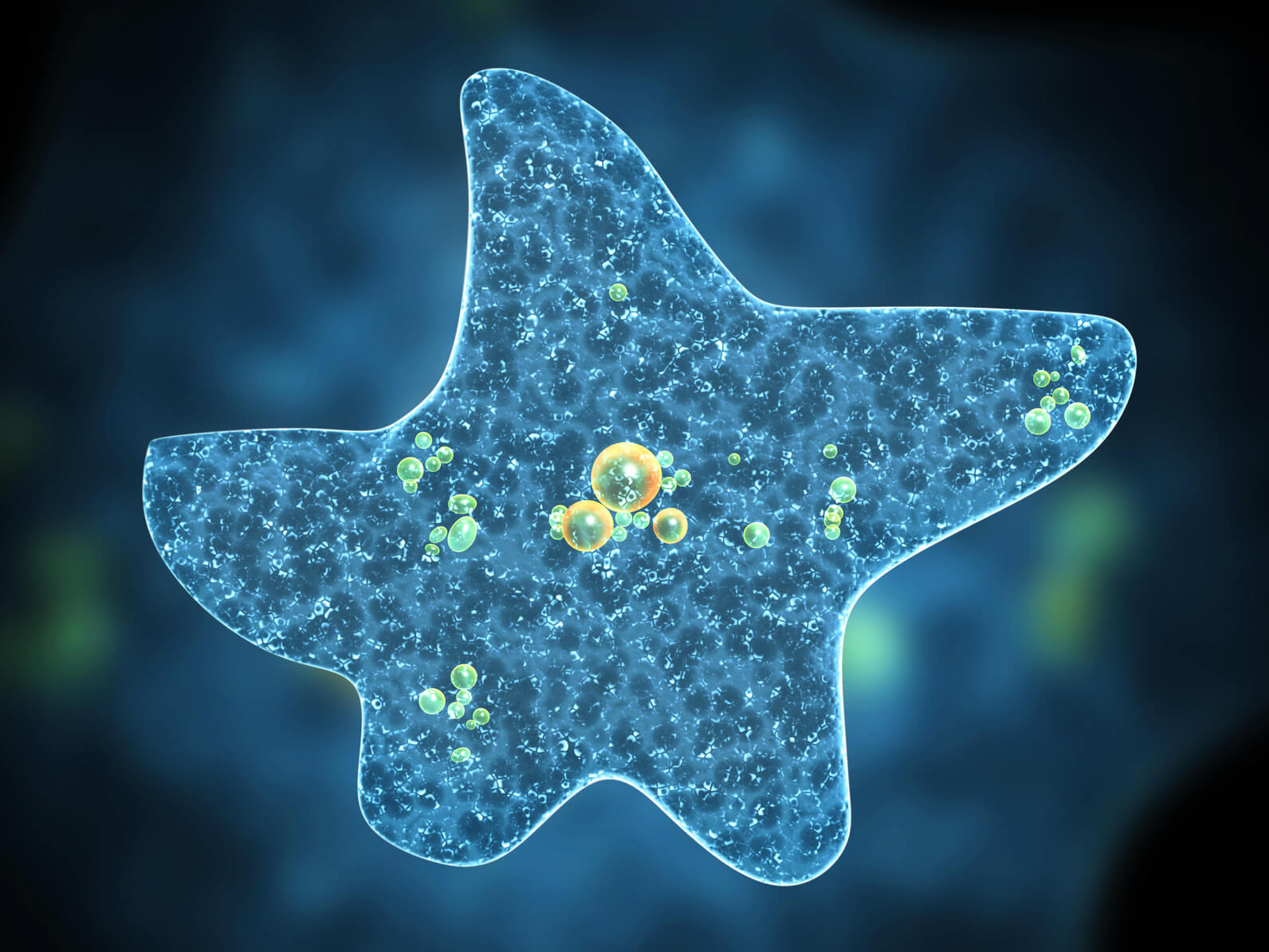 Parasitologia: Amebas