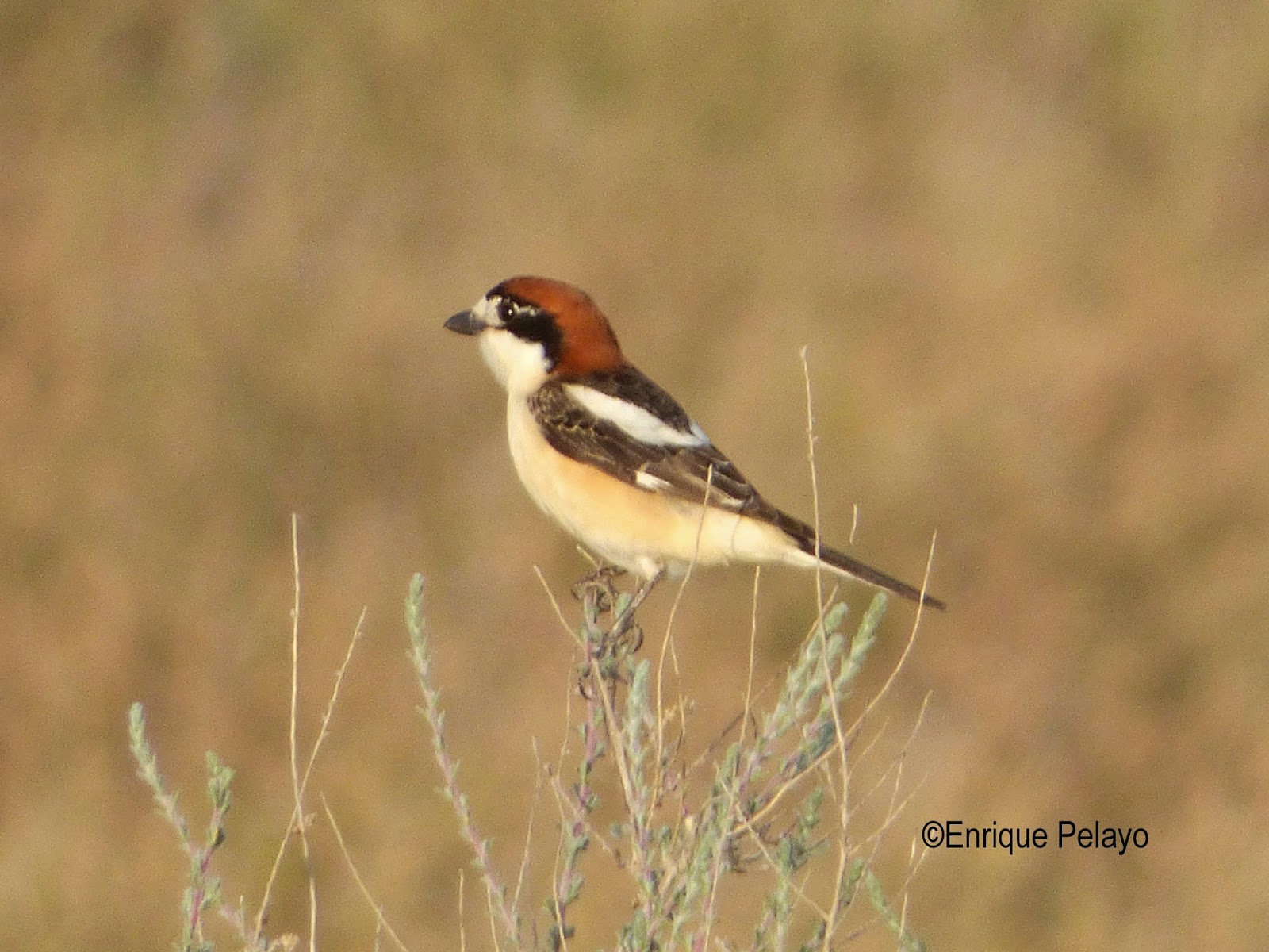 Pajareando en Zaragoza: Alcaudón común en la Plana de Torrero