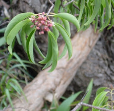 Caléndula, jabones y más: Aceite esencial de Sándalo. Propiedades y usos.