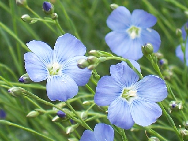 Linum marginale - Alchetron, The Free Social Encyclopedia