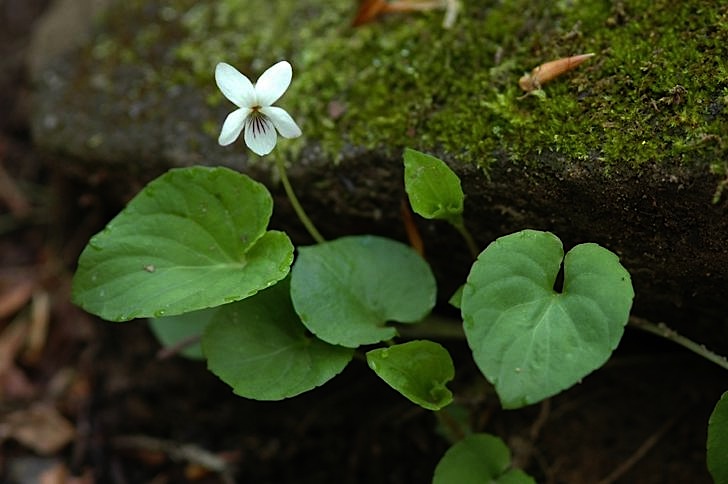 Field Biology in Southeastern Ohio: Violets, Trilliums, and April ...