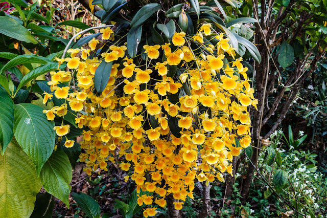 13 Jenis Bunga Anggrek Dendrobium paling Populer: Hibrid vs Spesies ...