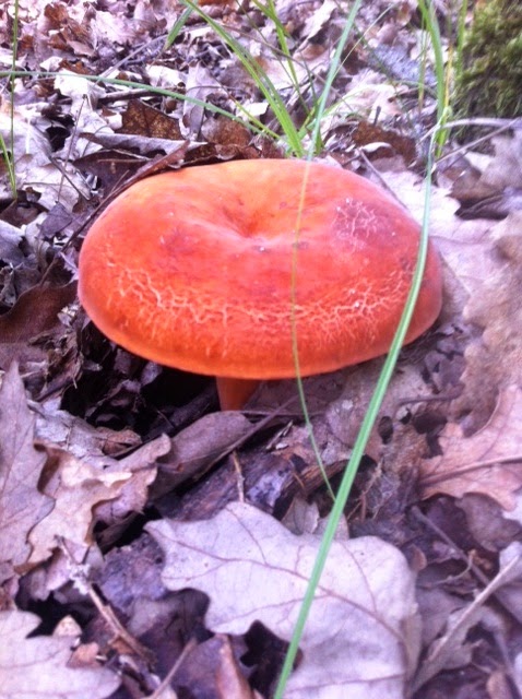 Ciuperci Ana Lugojana: Laptuca