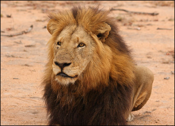 David M Wilson Photography: Lions