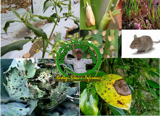 Kerugian Yang Timbul Akibat Serangan Hama dan Penyakit Tanaman - MILLENIUM