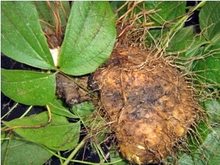 Mengenal Tanaman Gadung ~ Agro Budidaya