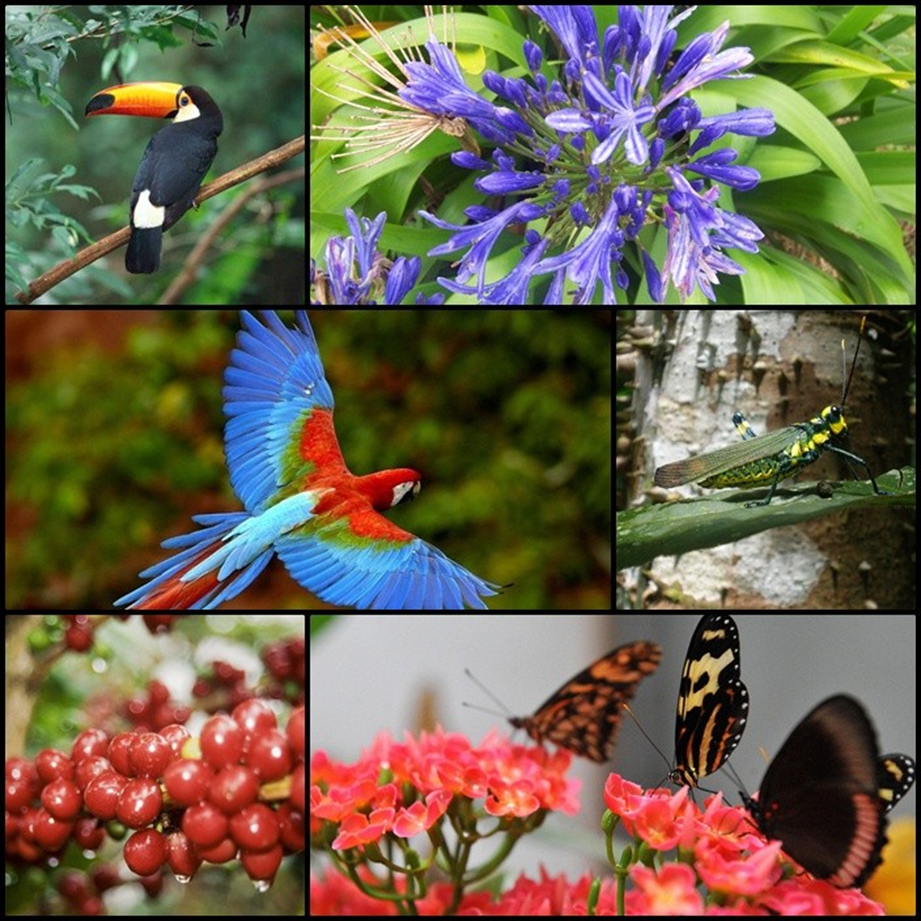 Descubriendo la magia de la amazonía ciencia, cultura, arte y naturaleza