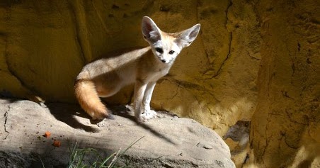 Características de los cánidos Para saber más de animales Para saber ...